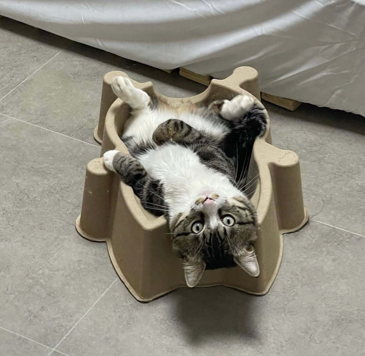 CAT BANG DDUNDDUNI + DDONGEULI Natural Paper Pulp Cat Nest 1+1 Set ...